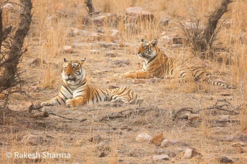 From Jaipur All-Inclusive Ranthambore Tiger Safari Day Tour - The Logistics: Comfort, Timing, and Practicalities