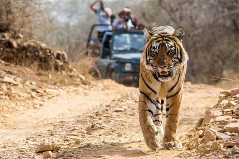 From Jaipur: Explore Ranthambore on a Tiger Safari Day Trip - Key Points