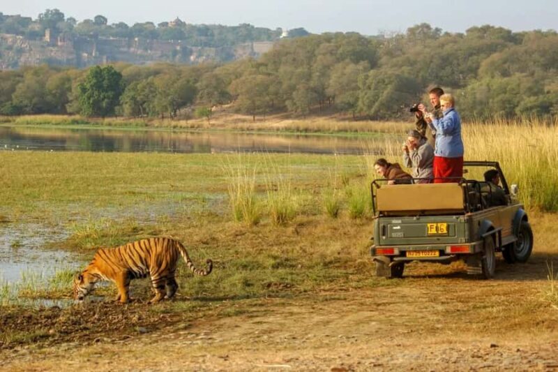 From Jaipur: Explore Ranthambore on a Tiger Safari Day Trip - A Practical Look at the Itinerary
