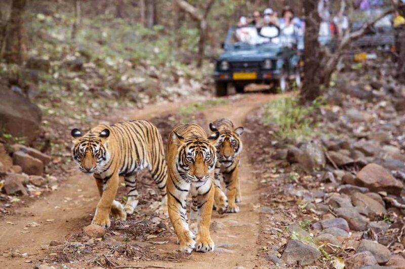 From Jaipur: Praivte Ranthambore Tour By Jeep Canter Safari - From Jaipur: Private Ranthambore Tour By Jeep Canter Safari — An In-Depth Review