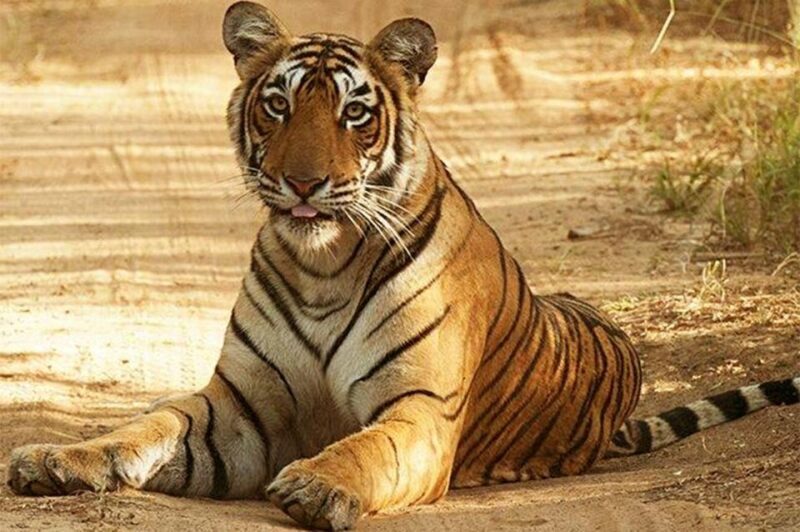 From Jaipur: Praivte Ranthambore Tour By Jeep Canter Safari - Returning to Jaipur