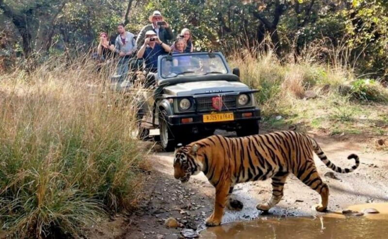 From Jaipur: Praivte Ranthambore Tour By Jeep Canter Safari - Practical Details: Transportation, Timing, and Price