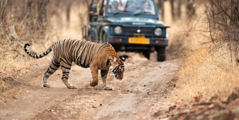 From Jaipur: Private Ranthambore Day Trip with Tiger Safari - What Makes This Tour Stand Out?
