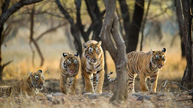 From Jaipur: Private Ranthambore Day Trip with Tiger Safari - Logistics and Practical Details