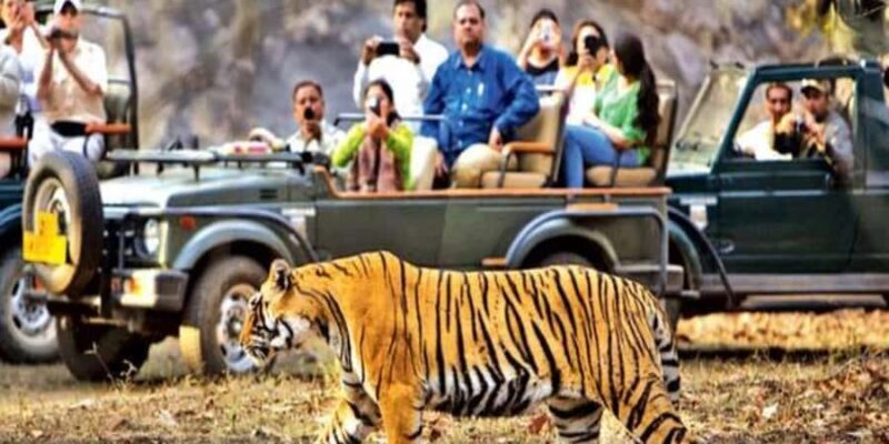 From Jaipur: Private Ranthambore Park Trip with Tiger Safari - An Honest Look at the Jaipur to Ranthambore Experience