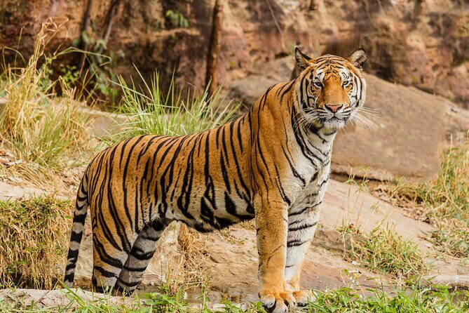 From Jaipur Ranthambore National Park Day Trip with Safari - Key Points