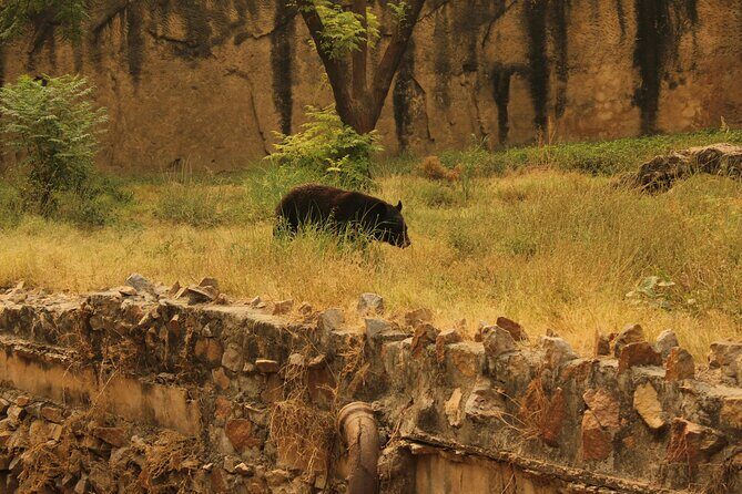 From Jaipur Ranthambore National Park Day Trip with Safari - What’s Included and What to Consider