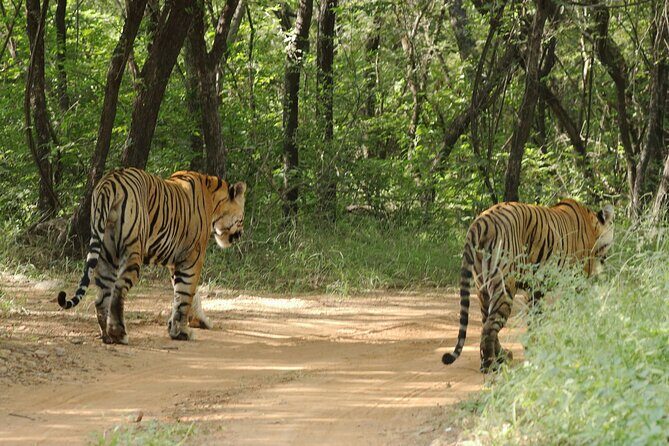 From Jaipur Ranthambore National Park Day Trip with Safari - The Reviews Are In: Authentic Traveler Perspectives
