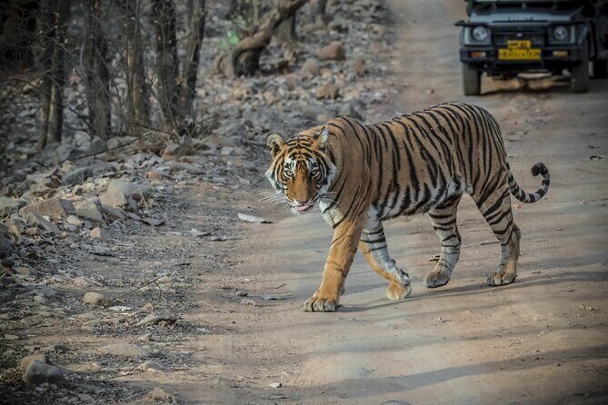 From Jaipur Ranthambore National Park Day Trip with Safari - Final Thoughts