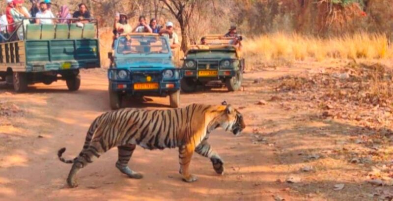 From Jaipur: Ranthambore National Park Day Trip with Safari - The Experience in Detail