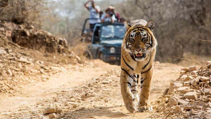 From Jaipur: Ranthambore National Park Day Trip with Safari - Who Should Consider This Tour?