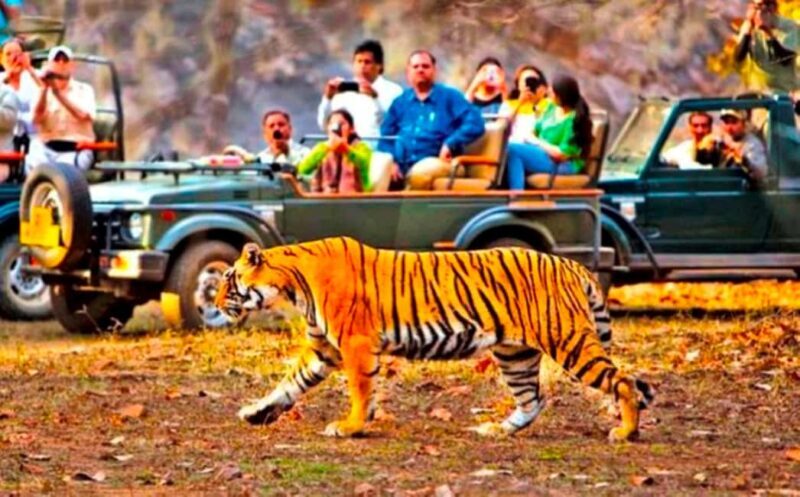 From Jaipur: Ranthambore National Park Day Trip with Safari - FAQ
