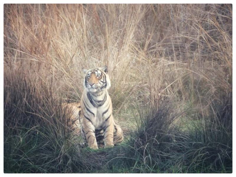 From Jaipur: Ranthambore National Park Day Trip with Safari - Key Points