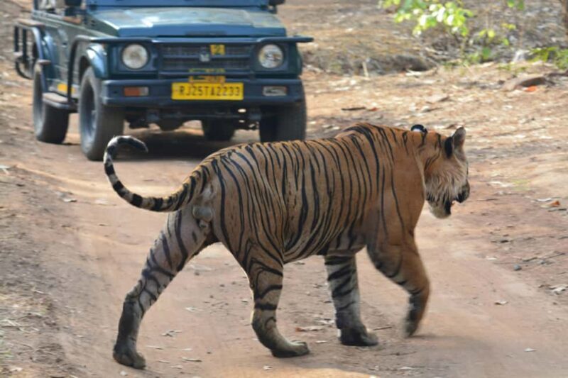 From Jaipur: Ranthambore National Park Day Trip with Safari - What Sets This Tour Apart