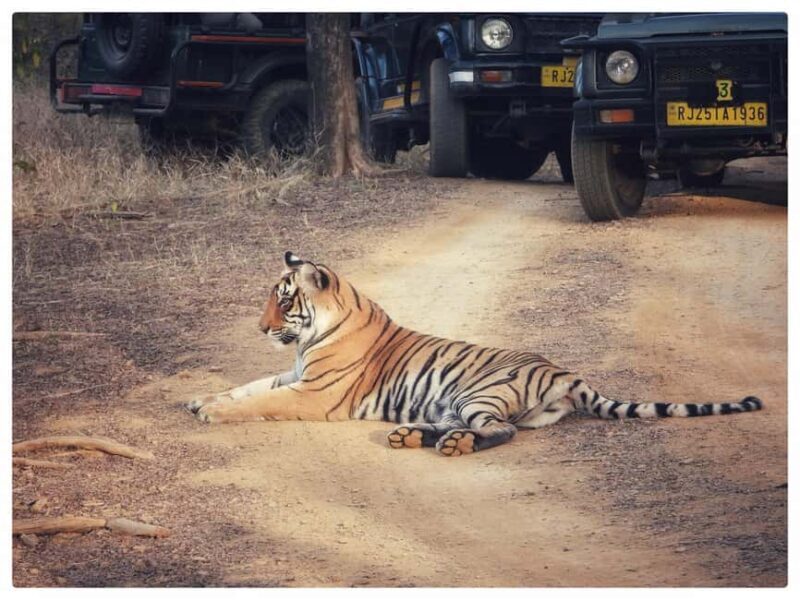 From Jaipur: Ranthambore National Park Day Trip with Safari - The Sum Up