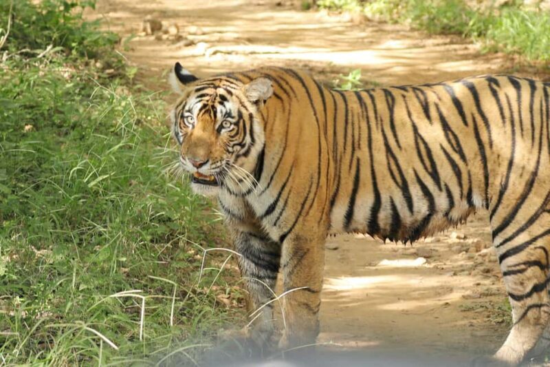 From Jaipur: Ranthambore National Park Day Trip with Safari - FAQ