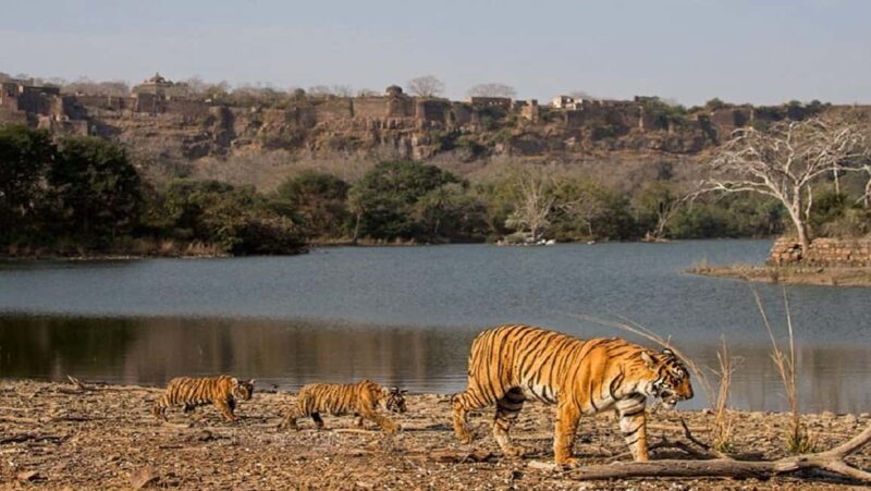 From Jaipur: Ranthambore National Park Day Trip with Safari - A Practical Look at the Itinerary