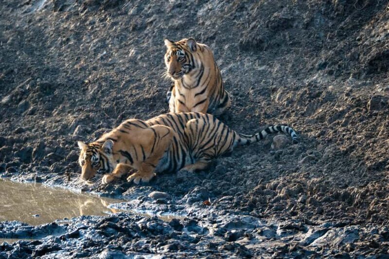 From Jaipur: Ranthambore National Park Day Trip with Safari - What Makes This Tour Stand Out?