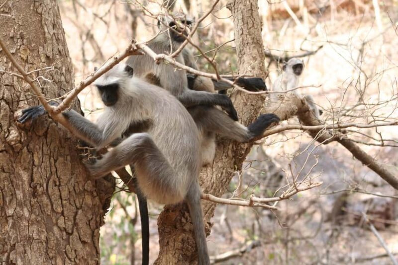 From Jaipur: Ranthambore National Park Day Trip with Safari - Practical Tips for Your Trip