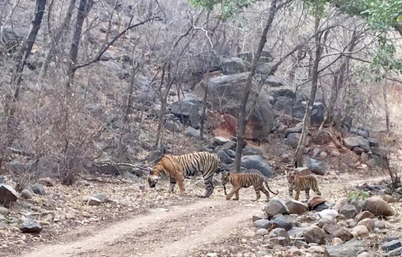 From Jaipur: Ranthambore National Park Day Trip with Safari - FAQ