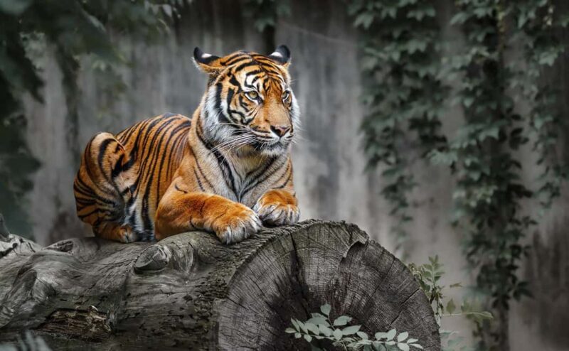 From Jaipur: Ranthambore National Park Safari with Transfers - Who Will Enjoy This Tour?