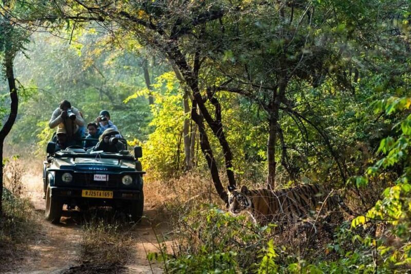 From Jaipur: Ranthambore National Park Safari with Transfers - A Detailed Look at the Tour Experience