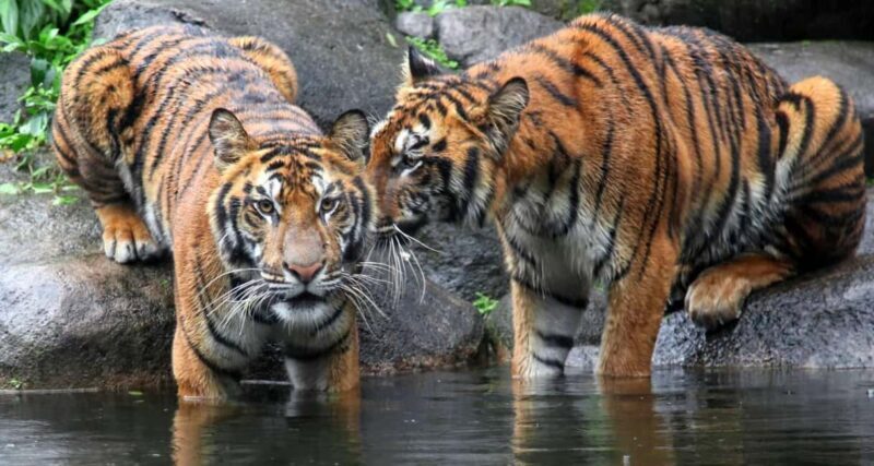 From Jaipur: Ranthambore Private Day Trip with Tiger Safari - The Itinerary: What to Expect on Your Day Trip