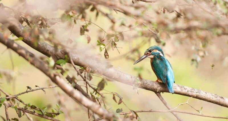 From Jaipur: Ranthambore Tiger National Park Tour (02 Days) - Key Points