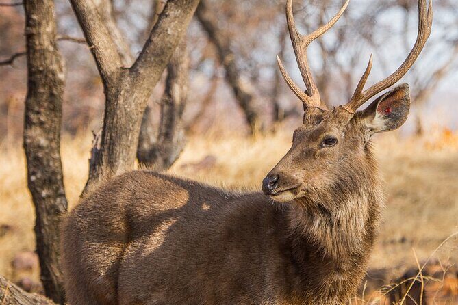 From Jaipur Ranthambore Tiger Safari Day Trip - Starting Point: Jaipur