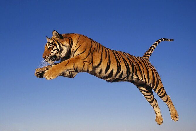 From Jaipur Ranthambore Tiger Safari Day Trip - The Krucial Part: Ranthambore National Park Safari