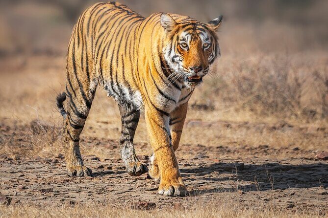 From Jaipur Ranthambore Tiger Safari Day Trip - Practical Tips