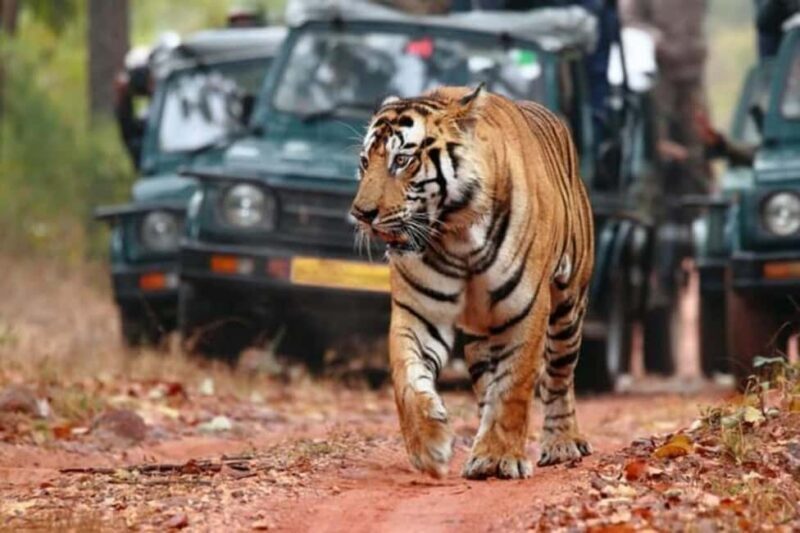 From Jaipur: Ranthambore Tiger Safari Day Trip with Transfer - An In-Depth Look at the Experience