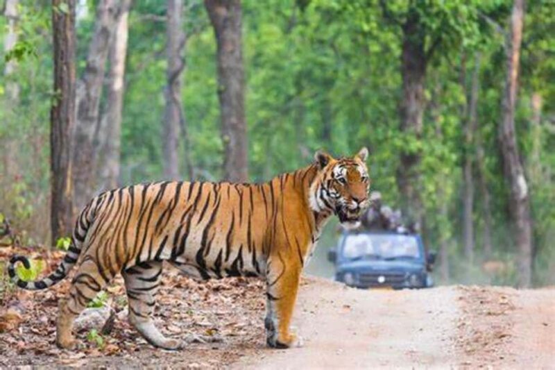 From Jaipur: Ranthambore Tiger Safari Day Trip with Transfer - Logistics and Practicalities
