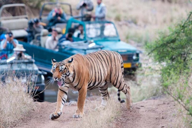 From Jaipur: Ranthambore Tiger Safari Day Trip with Transfer - Who Will Get the Most Out of This Tour?