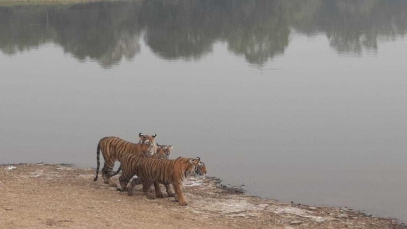 From Jaipur: Ranthambore Tiger Safari Overnight Tour - Key Points