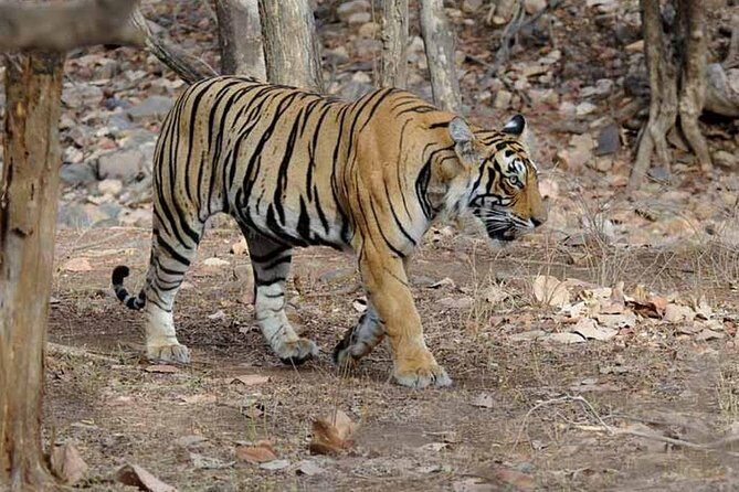 From Jaipur: Ranthambore Tiger Safari Private Day Tour - An Honest Look at the Ranthambore Tiger Safari Private Day Tour