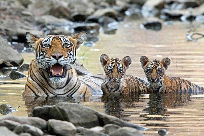 From Jaipur: Ranthambore Tiger Safari Private Day Tour - FAQs