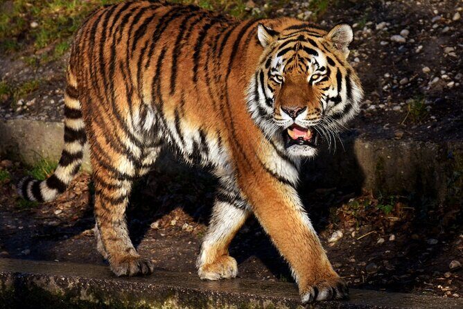 From Jaipur: Ranthambore Tiger Safari Same Day Trip - Key Points