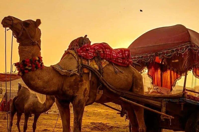 From Jaipur : Same Day Pushkar & Ajmer Guided Day Tour - Authentic Experiences and What Travelers Say