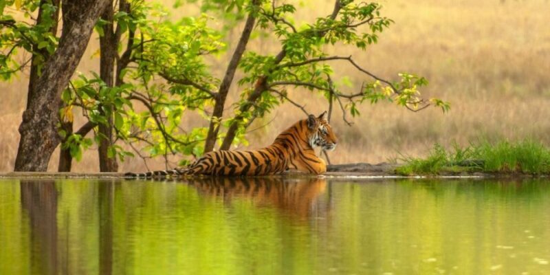 From Jaipur: Same Day Ranthambore excursion - The Itinerary in Detail