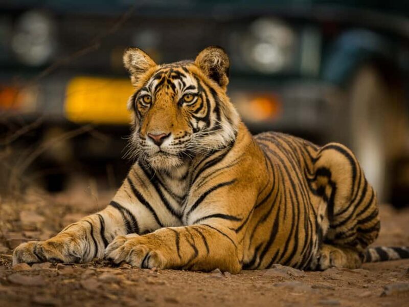 From Jaipur: Same day Ranthambore Tiger Safari Tour - What Makes Ranthambore Special?