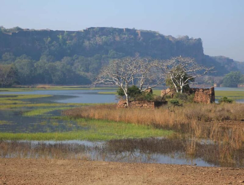 From Jaipur: Same day Ranthambore Tiger Safari Tour - Transportation and Group Size