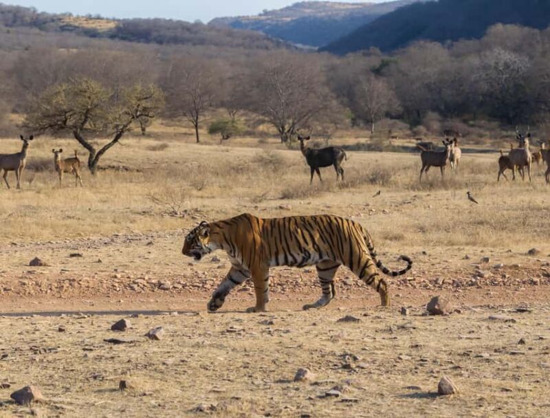 From Jaipur: Same day Ranthambore Tiger Safari Tour - Cost and Value: Is it Worth $88?