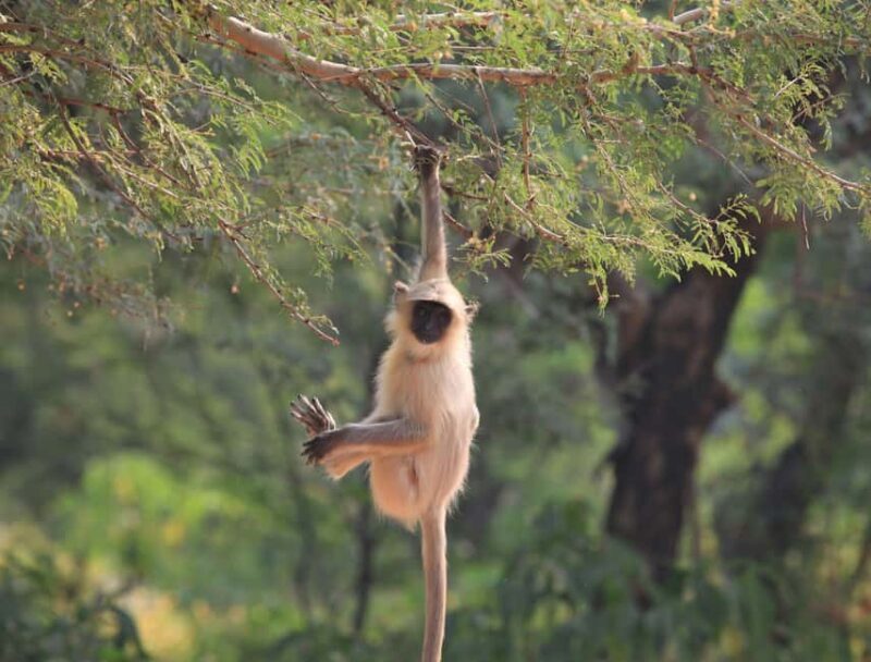 From Jaipur: Same day Ranthambore Tiger Safari Tour - Additional Practicalities