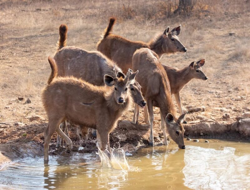 From Jaipur: Same day Ranthambore Tiger Safari Tour - Cons and Considerations