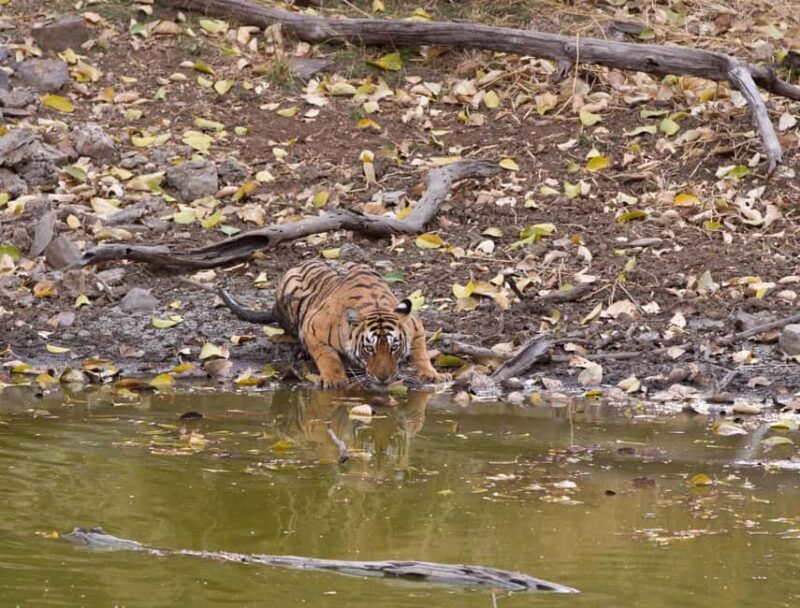 From Jaipur: Same day Ranthambore Tiger Safari Tour - The Sum Up: Who Will Love This Tour?
