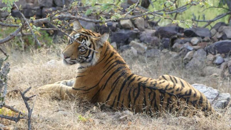 From Jaipur: Sariska National Park Day trip with Safari - An Overview of the Experience