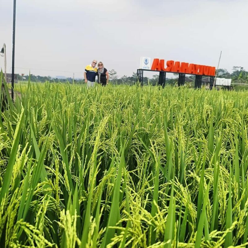 From Jakarta: Bogor Botanical Garden, Ricefield, & Waterfall - What We Loved