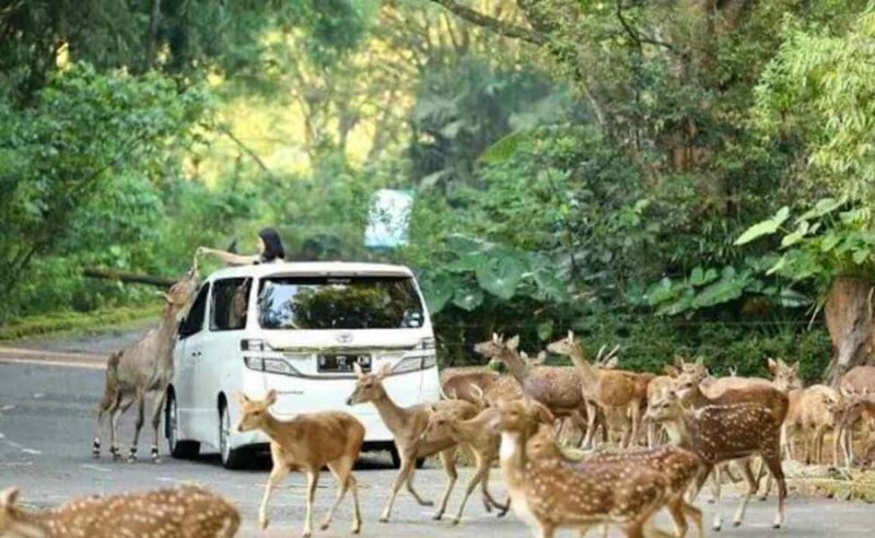 From Jakarta: Explore Safari Park,Waterfall & Tea Plantation - Key Points