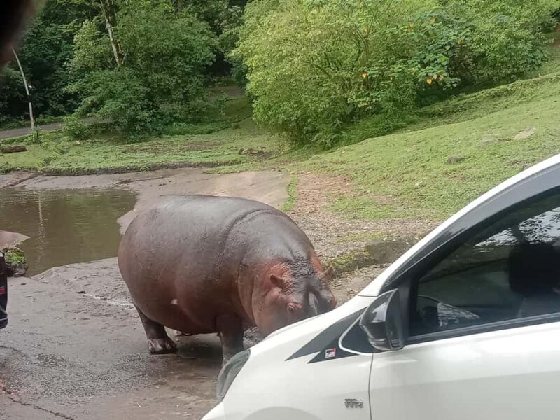 From Jakarta: Private Taman Safari Day Tour - Key Points